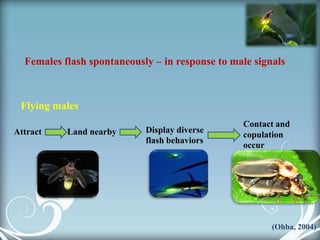 flashing signal evolution, mating choice and predation in firefly | PPSX