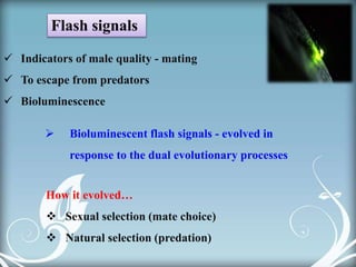 flashing signal evolution, mating choice and predation in firefly | PPSX