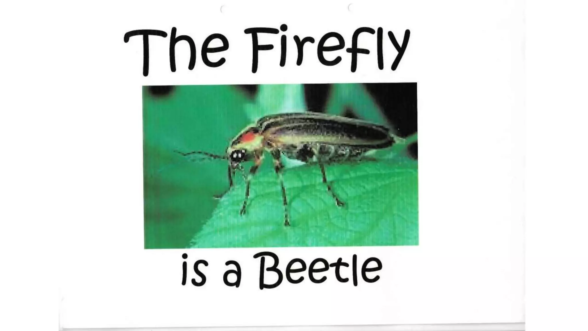 Grade R School Project Fire fly Cleo Botha | PPT