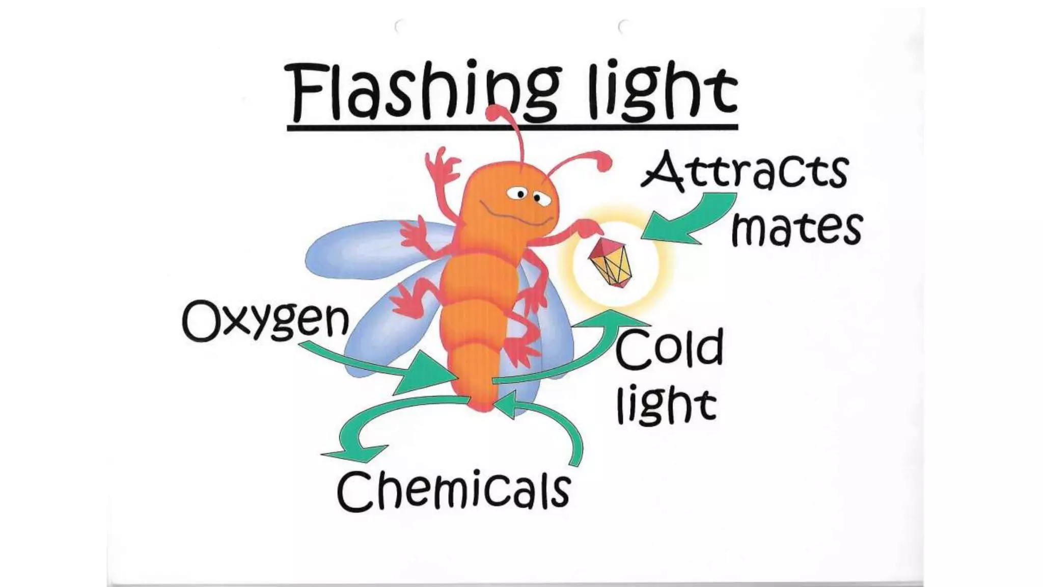 Grade R School Project Fire fly Cleo Botha | PPT