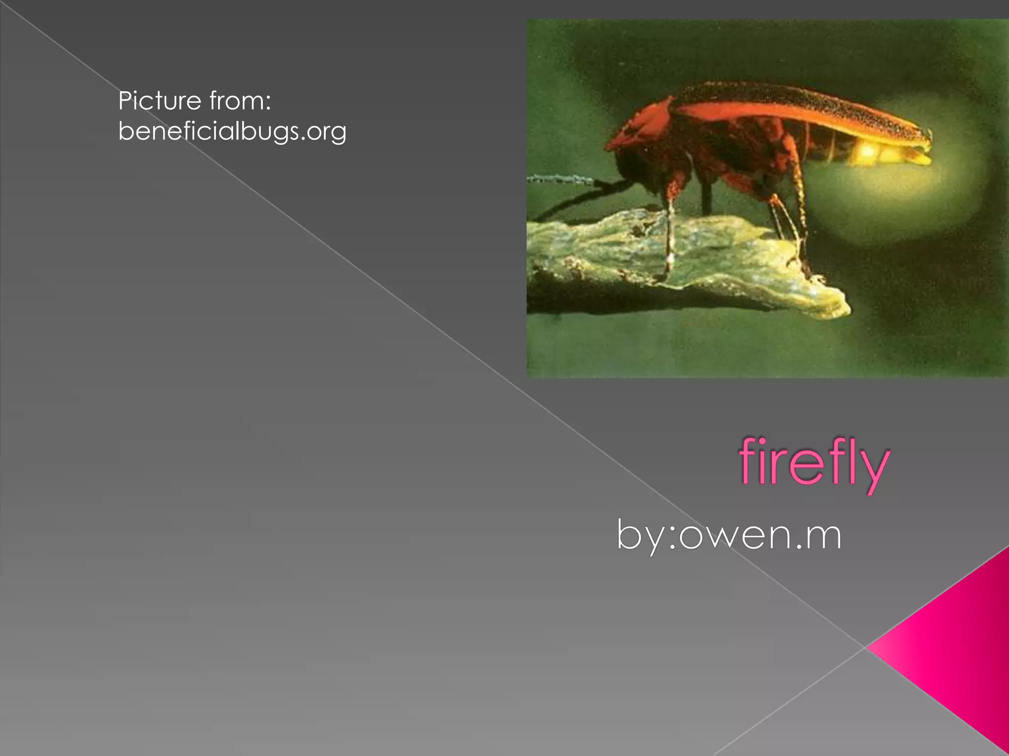 Fireflyptxowenm | PPTX