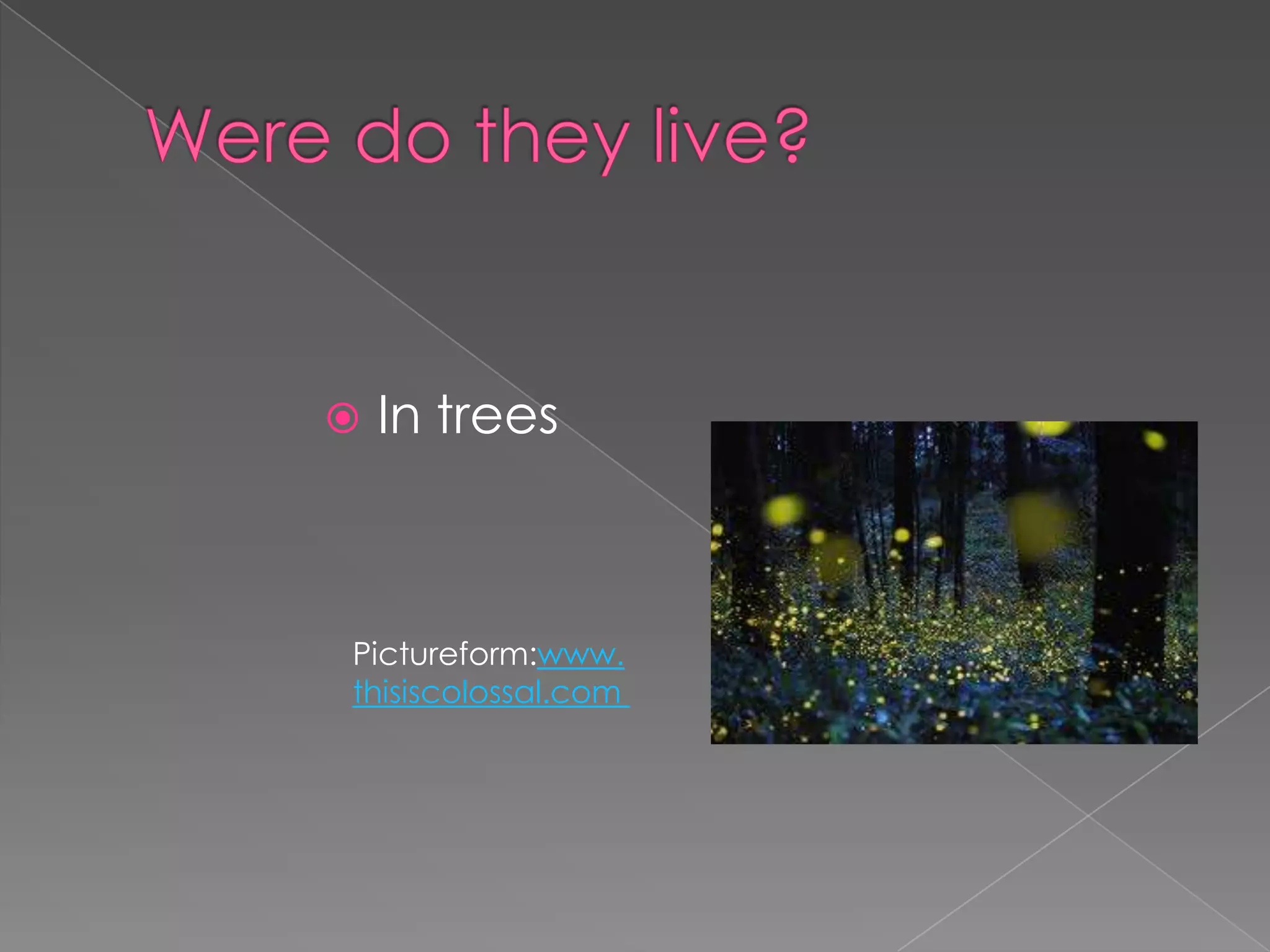 Fireflyptxowenm | PPTX | Beekeeping | Hobbies & Interests