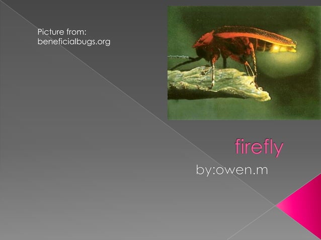 Fireflyptxowenm | PPTX