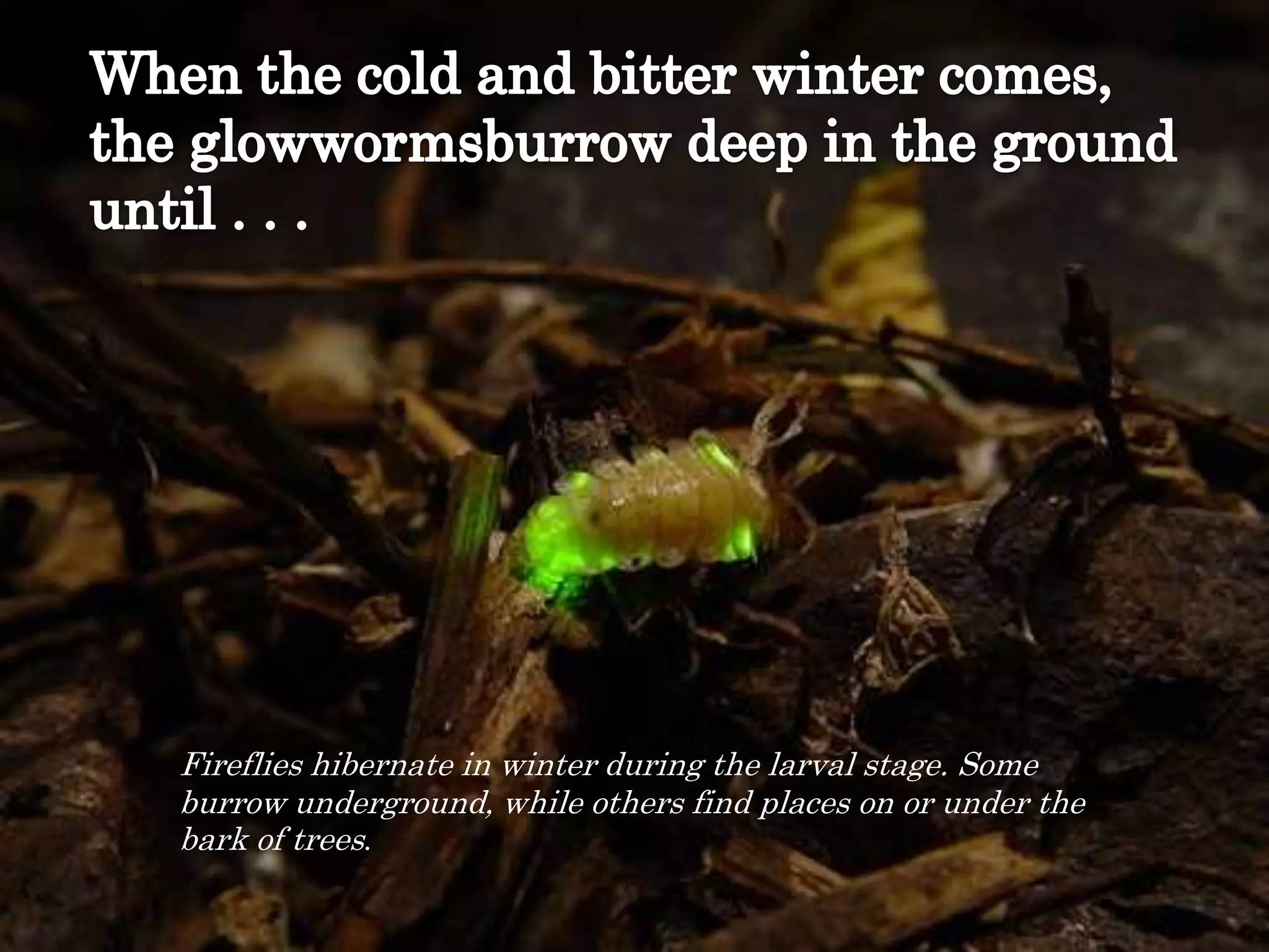 Firefly story | PPTX