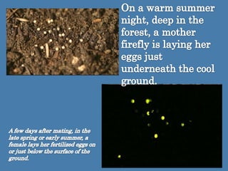 Firefly story | PPTX