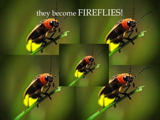 Firefly story | PPT
