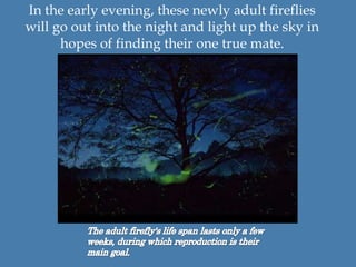 Firefly story | PPTX