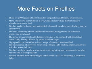 Firefly story | PPTX