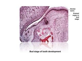 First trimester-in-oral-histology-projections-slides-dr.-nada | PPT