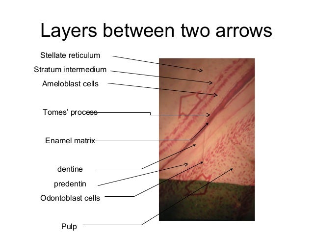 First trimester-in-oral-histology-projections-slides-dr.-nada