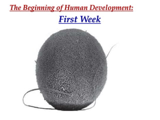 First-week-of-development.ppt of midwifery | PPT