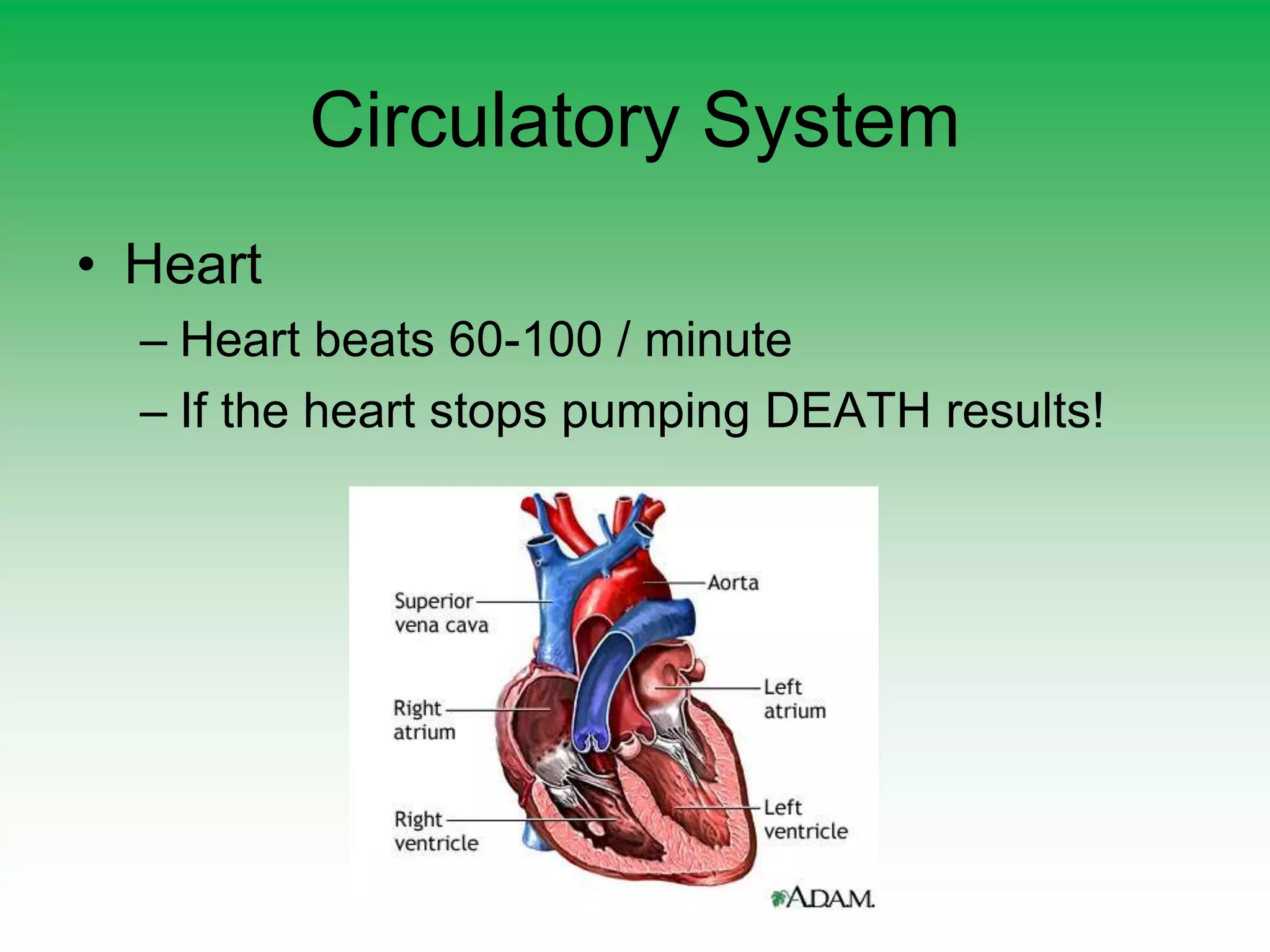 First aid application | PPT