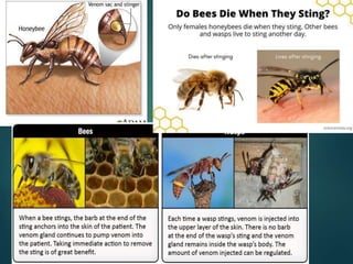 FIRST AID EMERGENCY IN DIFFERENT BITES AND STINGS.pptx
