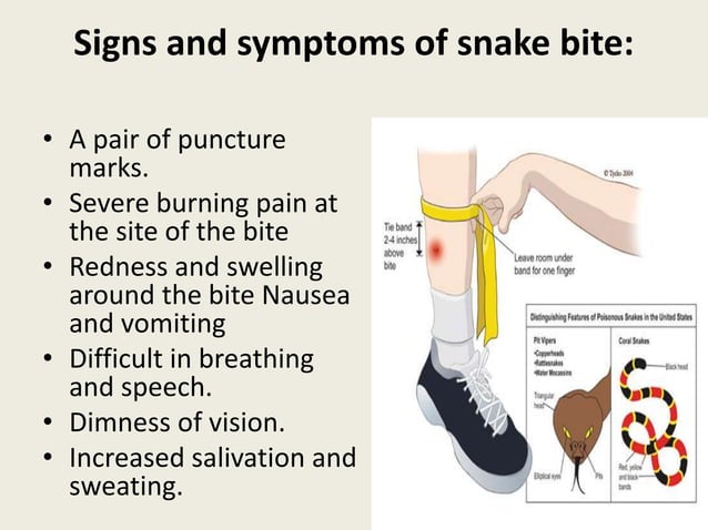 first aid in Insects bites and heat stroke.pptx | First Aid | Injuries