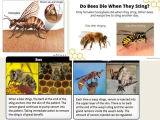 Bee Sting First Aid