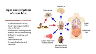 First Aid in Sting and Bites or snake bite | PPTX