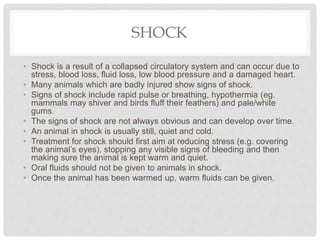 First aid procedures for animals | PPTX