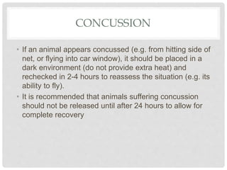 First aid procedures for animals | PPTX