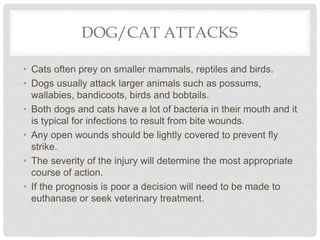 First aid procedures for animals | PPTX