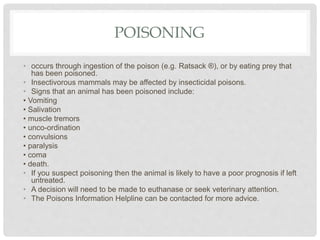 First aid procedures for animals | PPTX