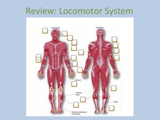 First Aid and Sport Injuries | PPT