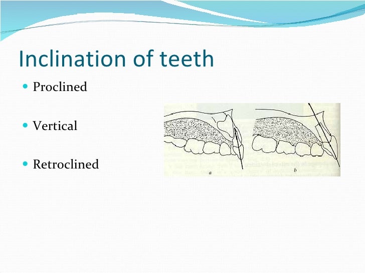 First bds lecture development of occlusion 2