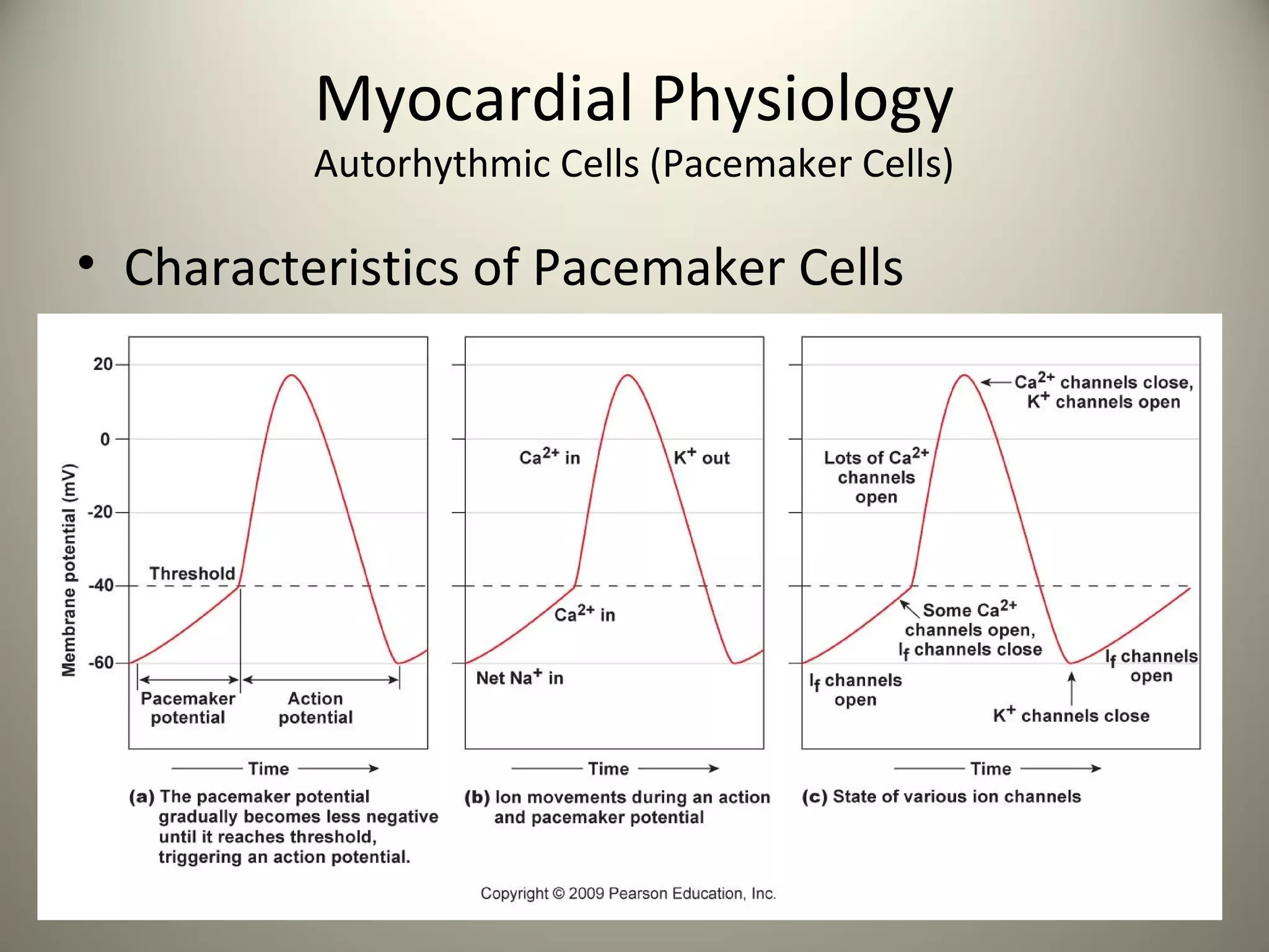 First cardiovascular physiology | PPT