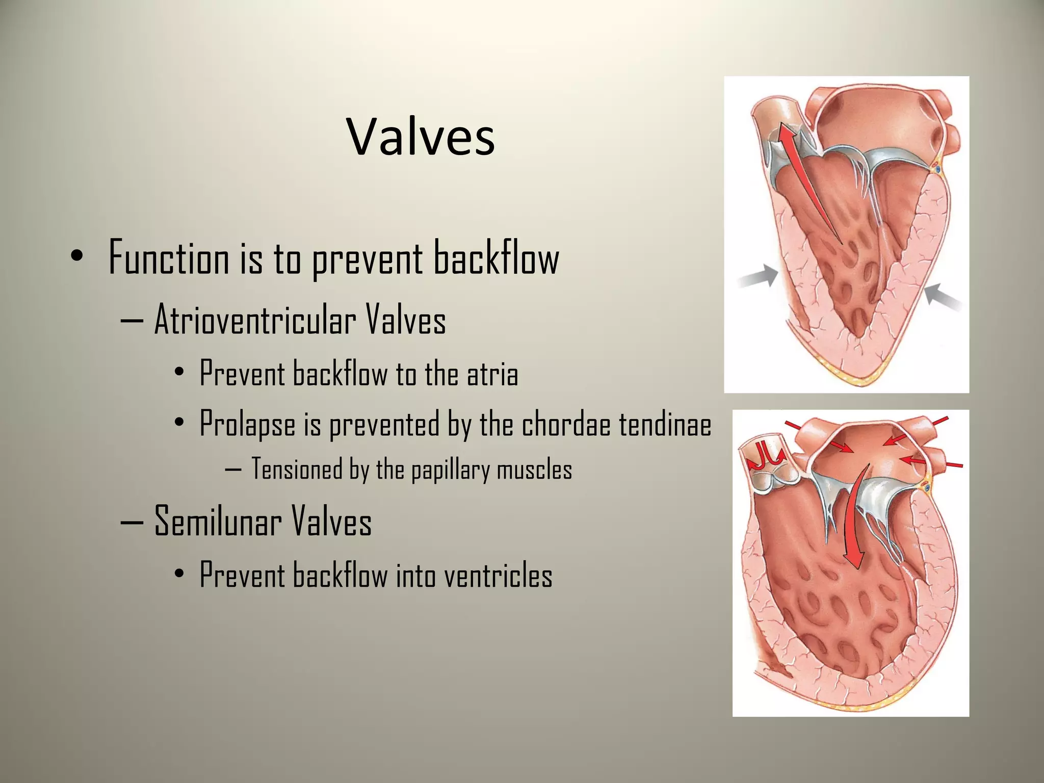 First cardiovascular physiology | PPT