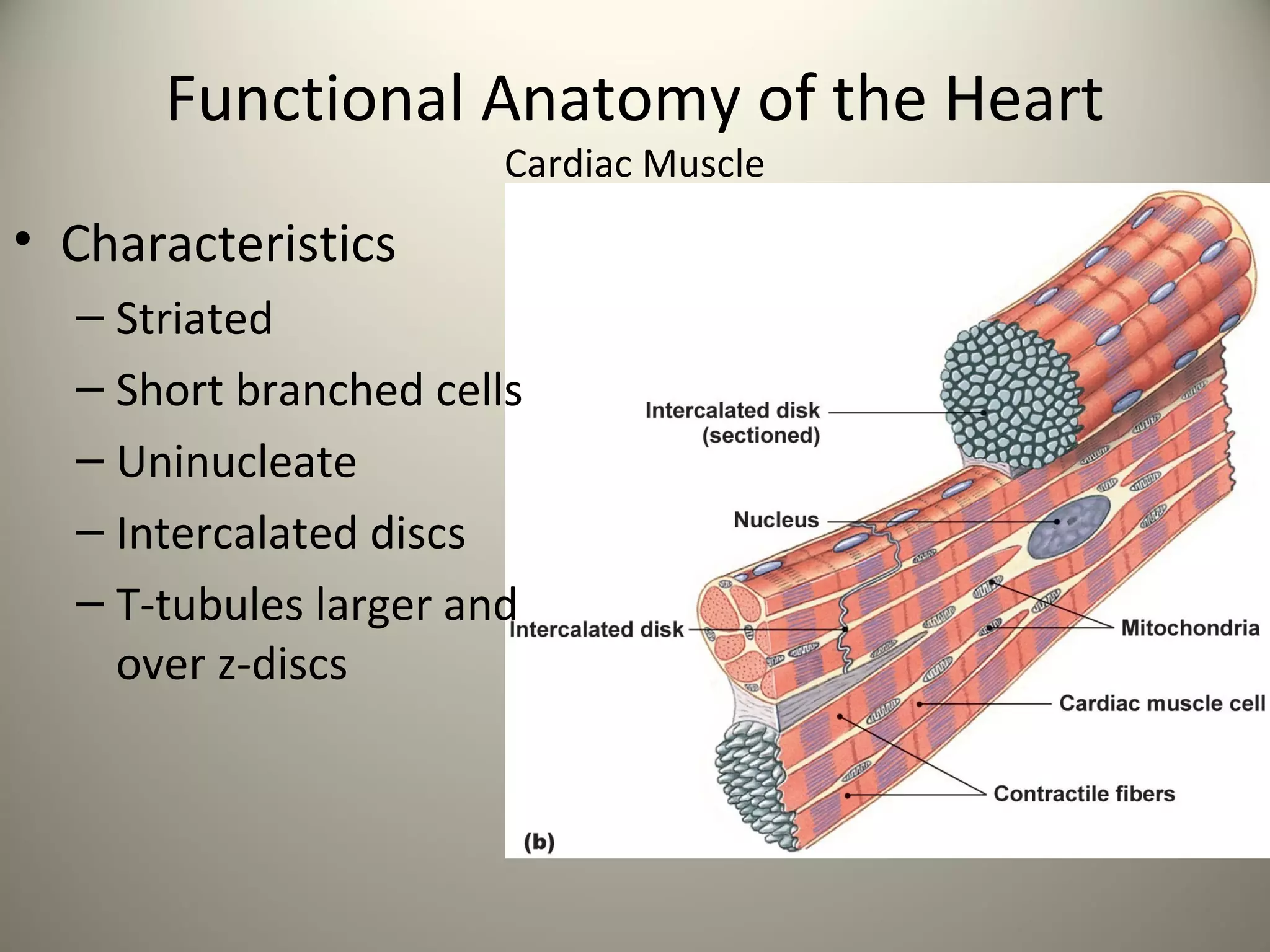 First cardiovascular physiology | PPT