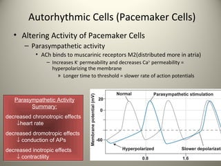First cardiovascular physiology | PPT