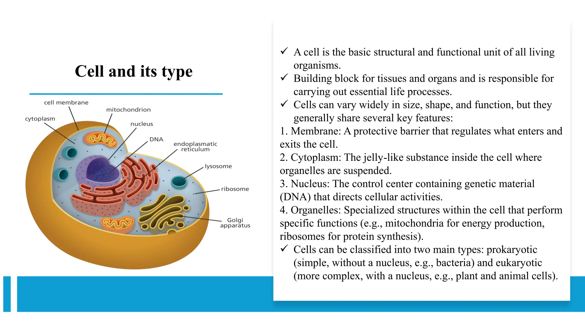 Animal Nutrition: Terminology, Cell, Tissues | PDF