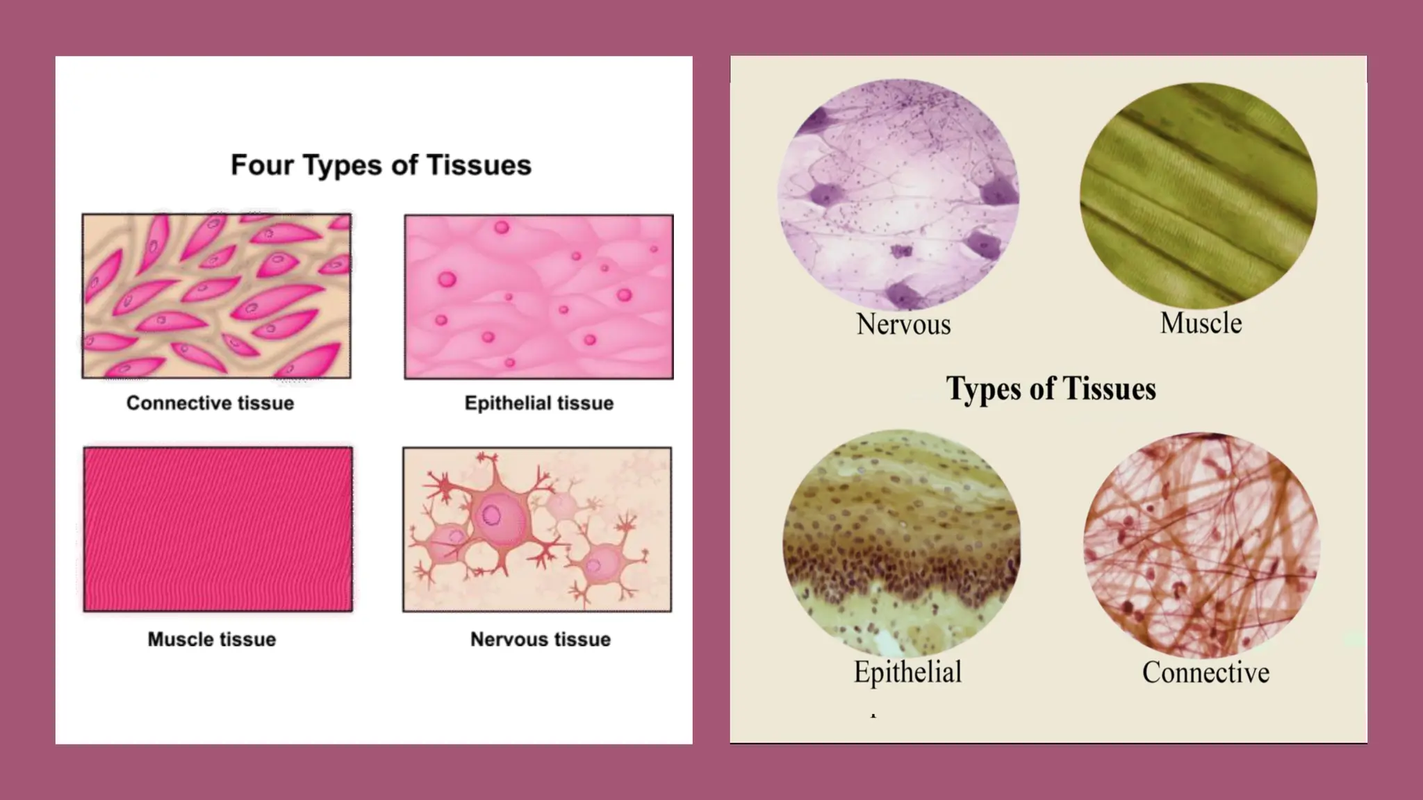 Animal Nutrition: Terminology, Cell, Tissues | PDF