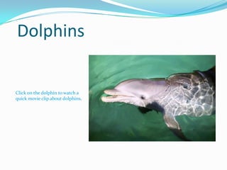 First grade ocean research | PPTX