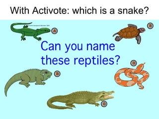 5 Examples Of Reptiles