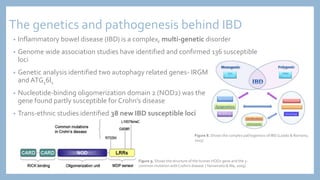First inflammatory bowel disease presentation finished version (2) | PPT