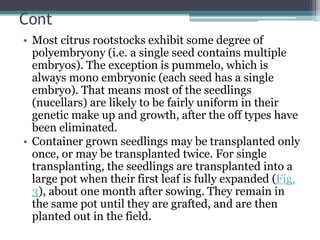 Cultivation Of Citrus Nursery | PPTX