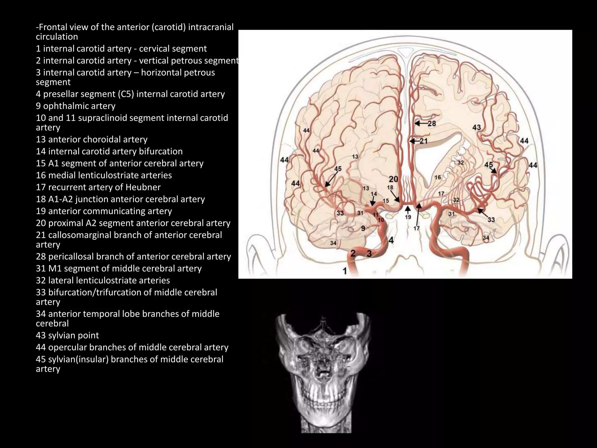 Cerebral Vascular Anatomy and Technique | PPTX