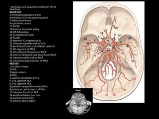 Cerebral Vascular Anatomy and Technique | PPTX