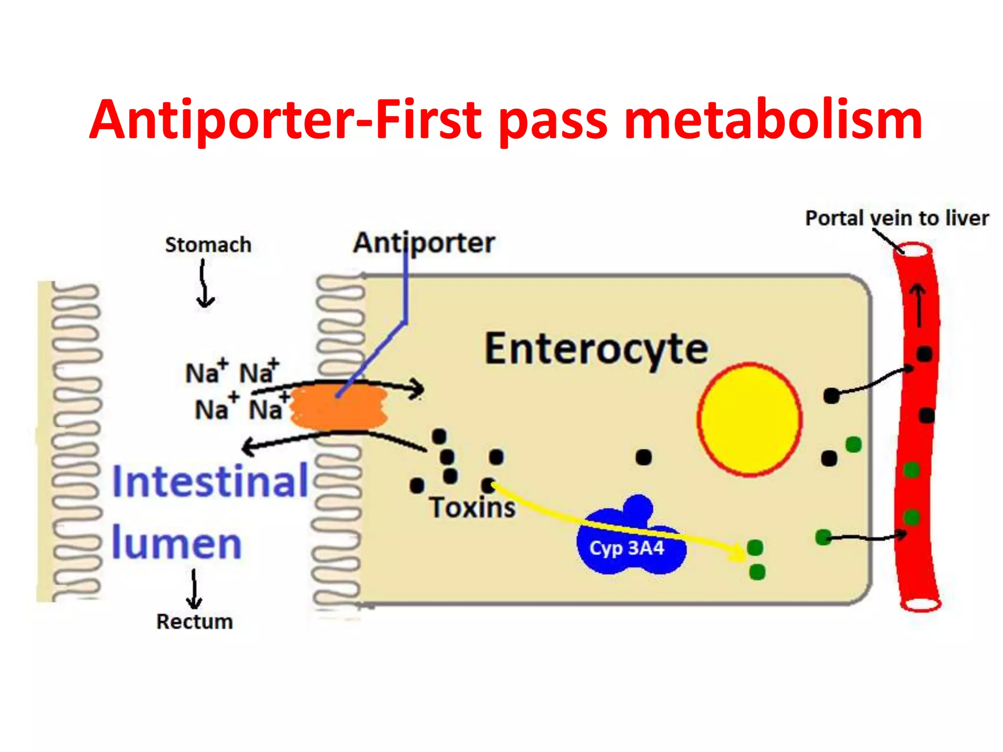 First pass metabolism | PPTX