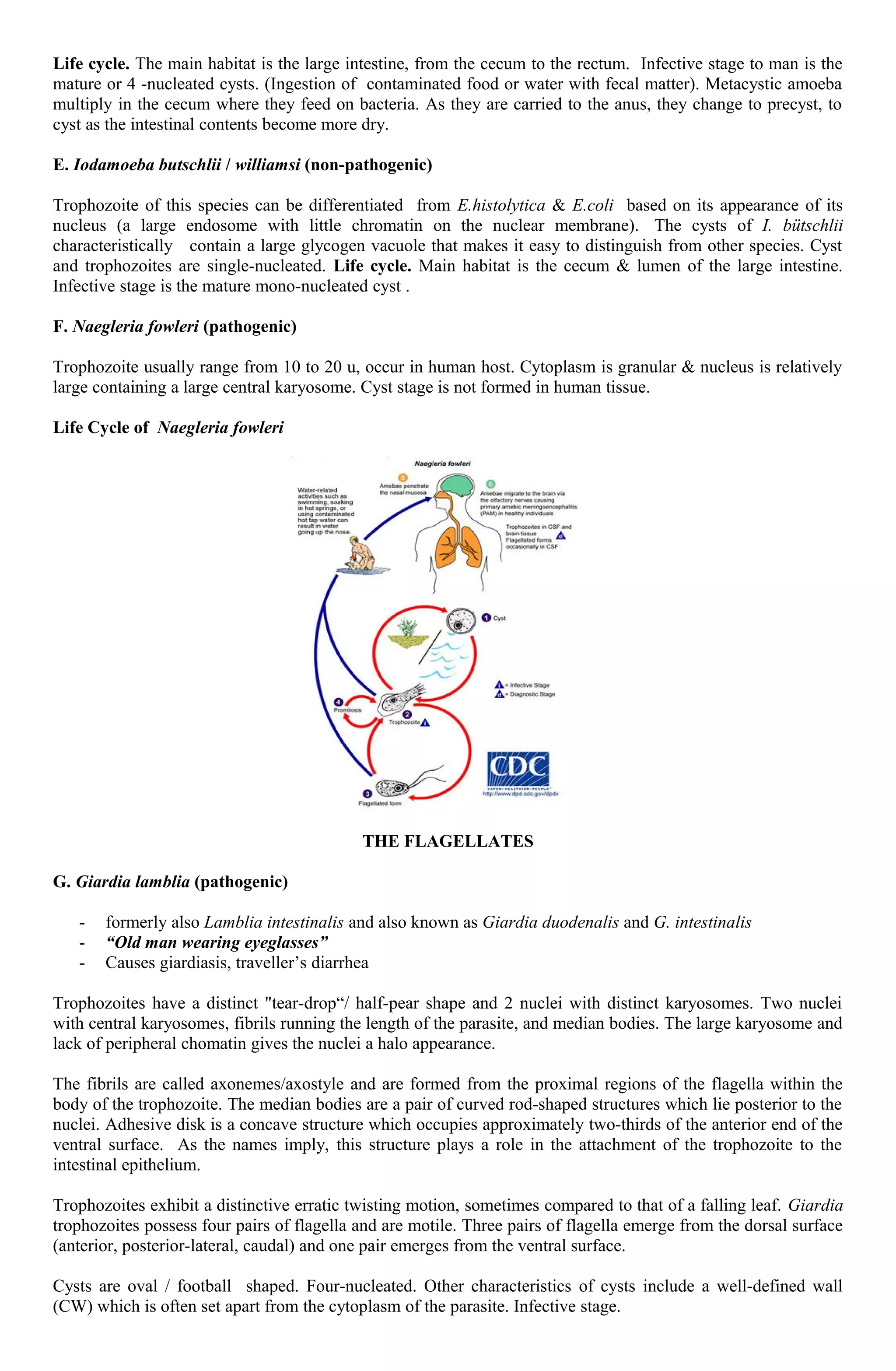 Bio 160 Parasitology - First prelim handouts Amoeba | DOC
