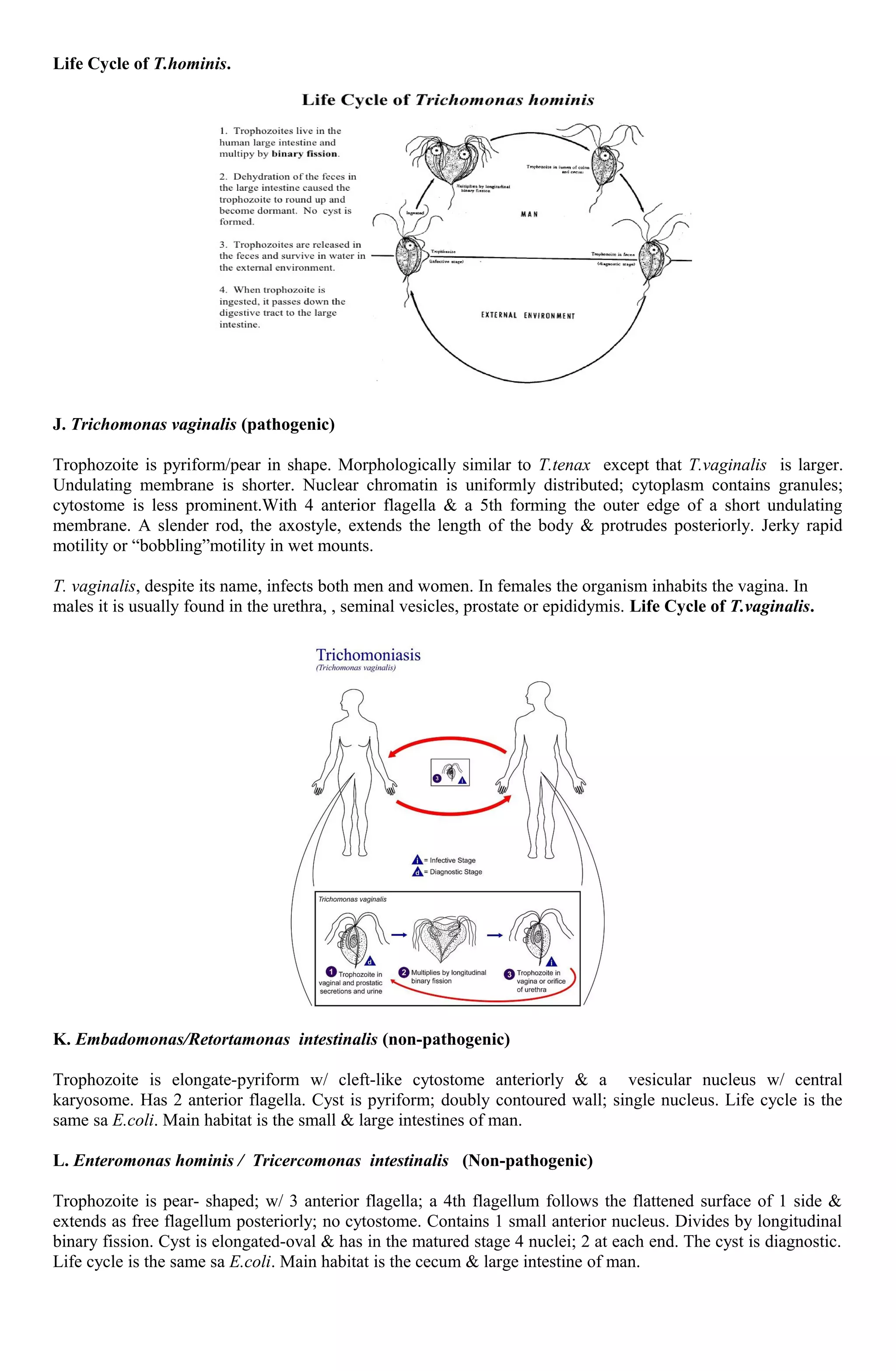 Bio 160 Parasitology - First prelim handouts Amoeba | DOC