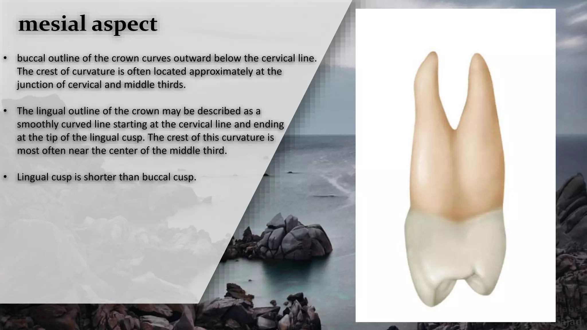first premolar.pptx