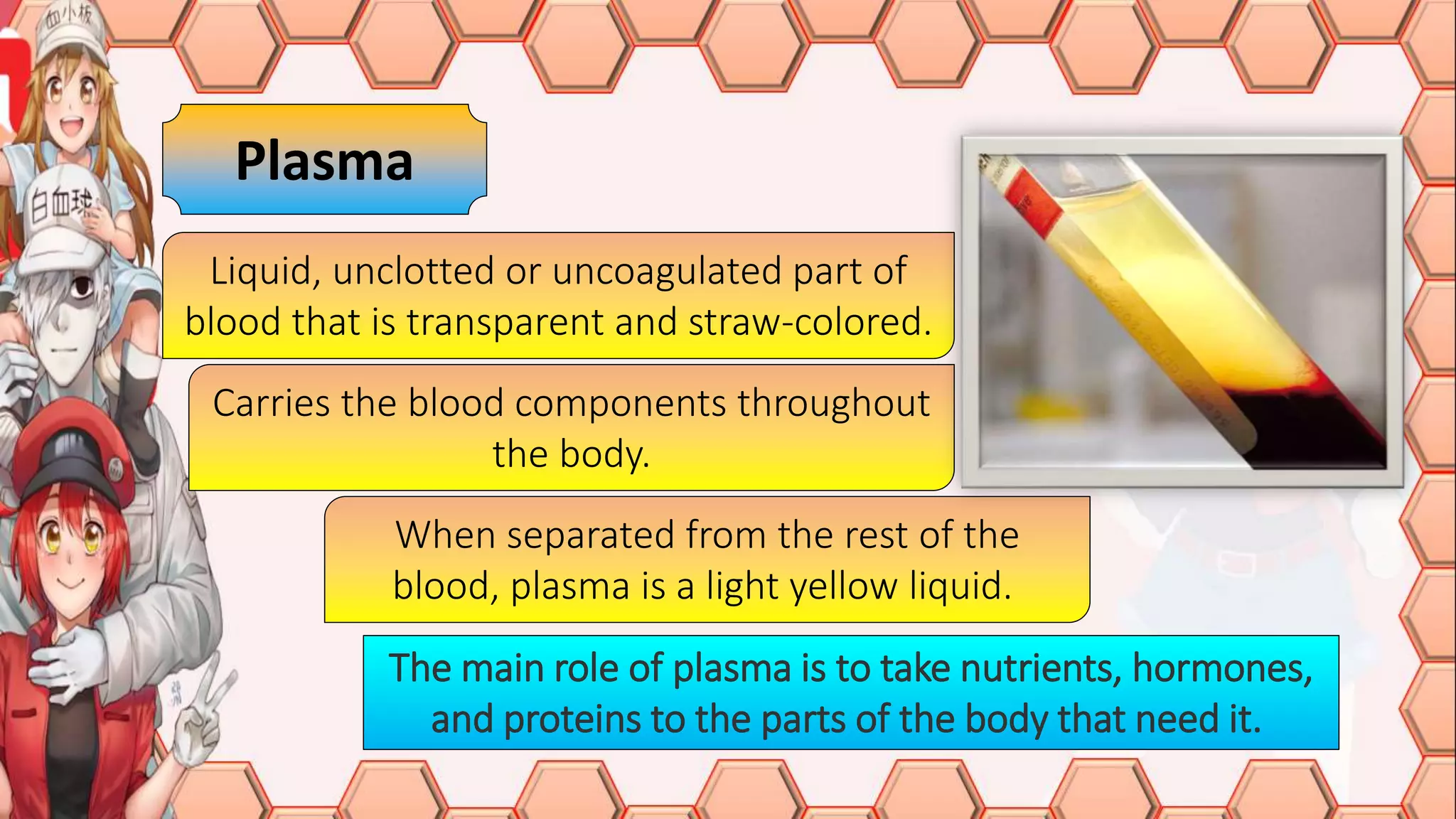 Human circulatory system | PPTX