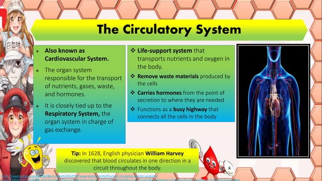 Human circulatory system | PPTX | Heart and Cardiovascular Diseases | Diseases and Conditions