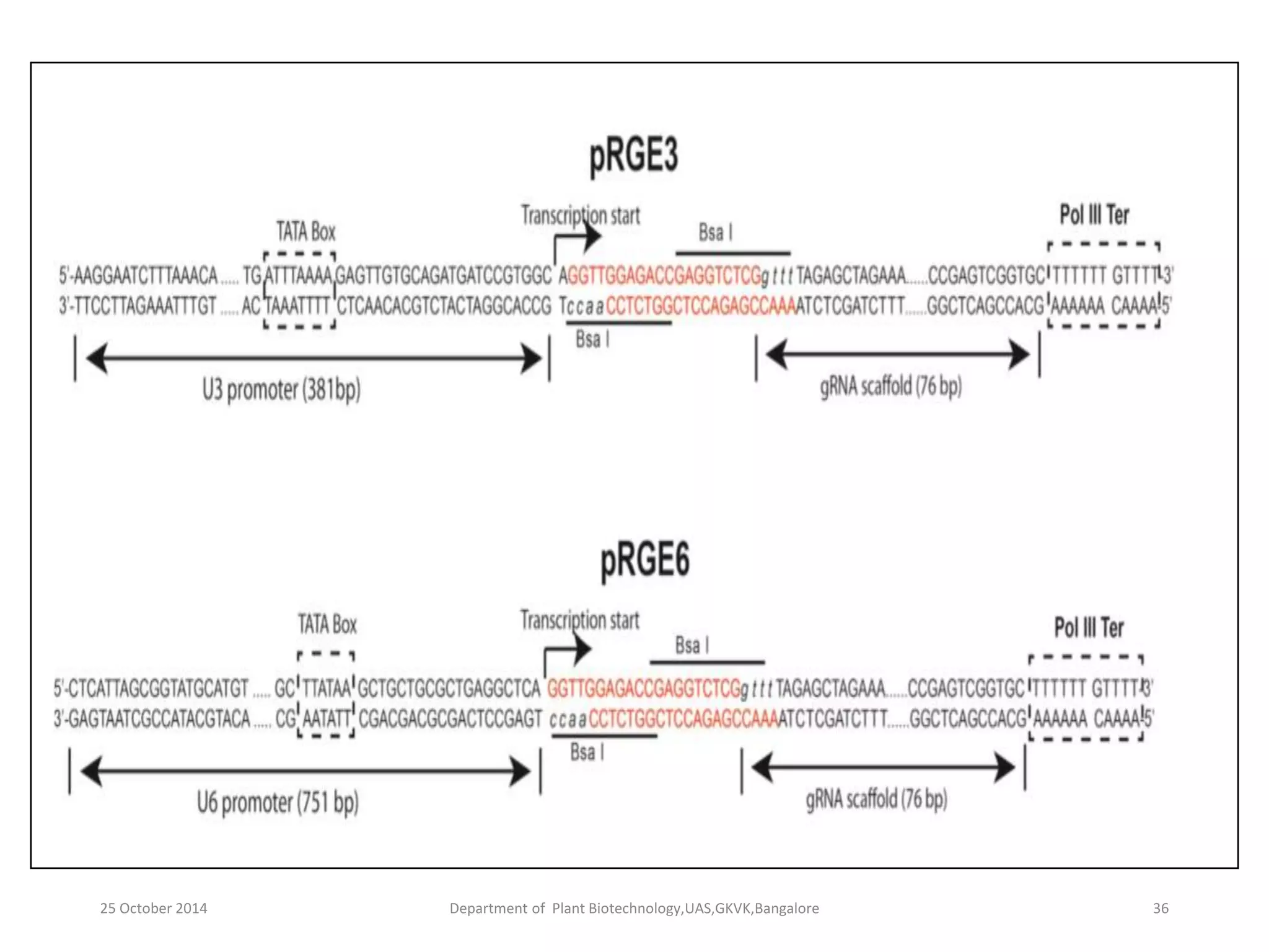 CRISPR cas, a potential tool for targeted genome modification in crops ...