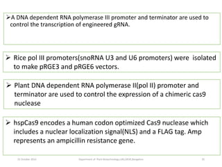 CRISPR cas, a potential tool for targeted genome modification in crops ...