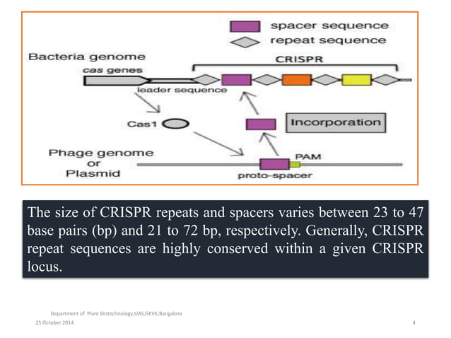 CRISPR cas, a potential tool for targeted genome modification in crops ...