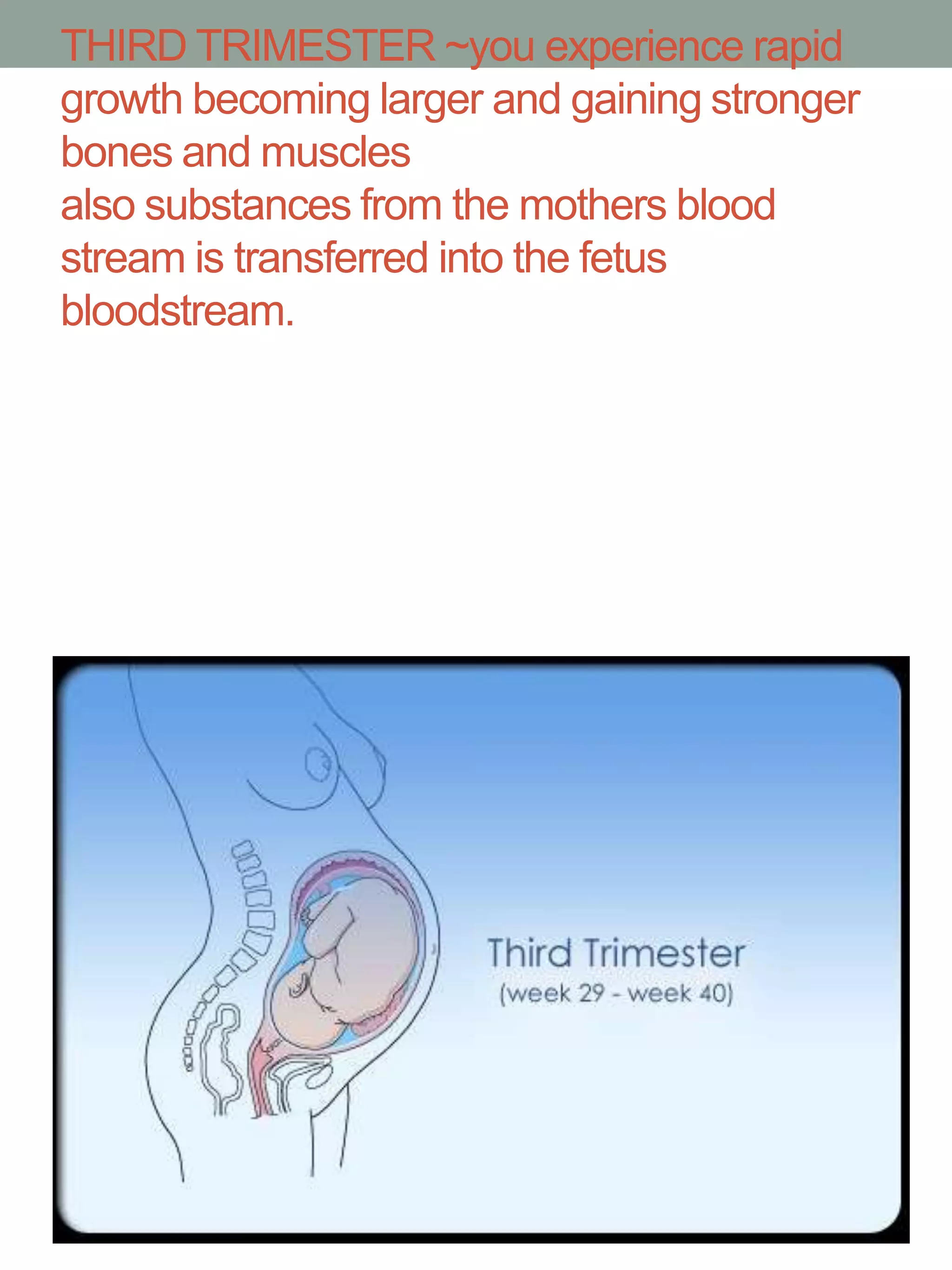 First trimester | PPTX