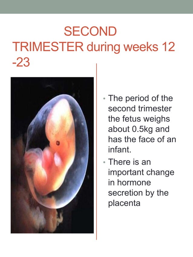 First trimester | PPTX