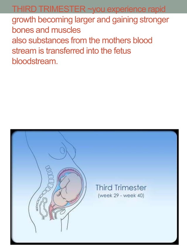First trimester | PPTX